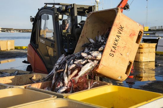 Commercial Fishing Unloading Sorting Atlantic Cod Editorial Stock Photo ...