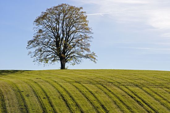 Single Tree Standing Field Warngau Upper Editorial Stock Photo - Stock ...