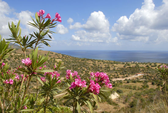 Flowering Oleander Nerium Oleander Landscape Sea Editorial Stock Photo ...