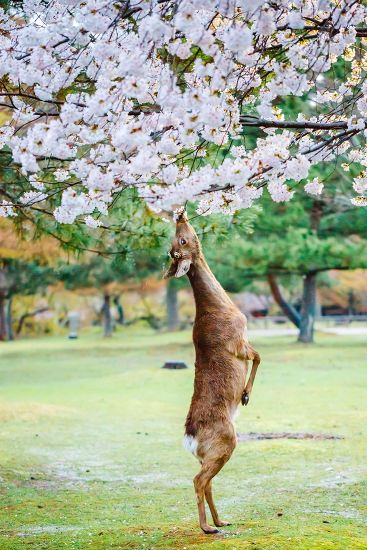Deer On Hind Legs Stretching Reach Editorial Stock Photo - Stock Image ...