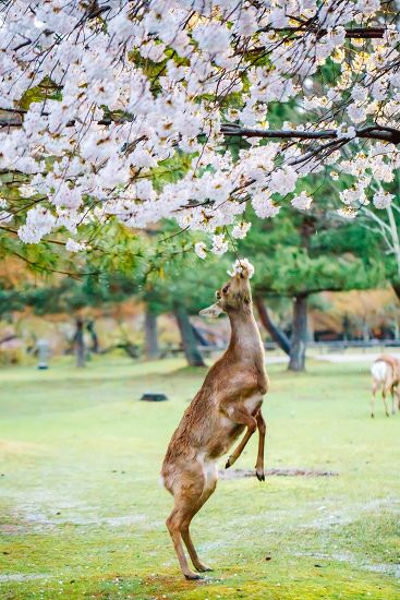 Deer On Hind Legs Stretching Reach Editorial Stock Photo - Stock Image ...