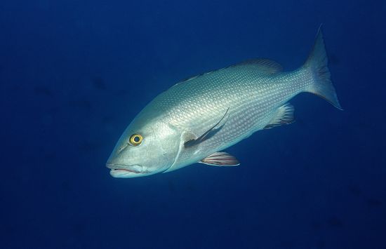 Twospot Red Snapper Lutjanus Bohar Maldive Editorial Stock Photo ...