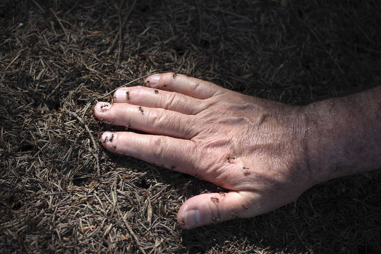 Male Hand Pushing Down On Anthill Editorial Stock Photo - Stock Image ...