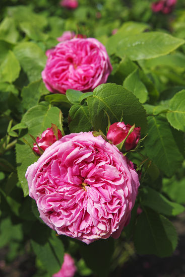 Yolande Daragon Rose Variety Portland Rose Editorial Stock Photo ...
