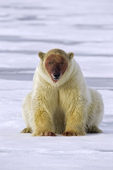 Polar Bear Blood Covered Face Editorial Stock Photo - Stock Image ...
