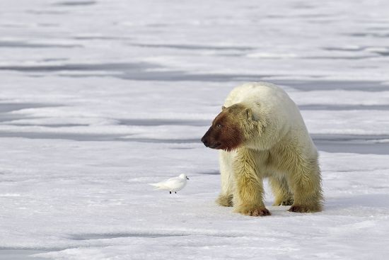 Polar Bear Blood Covered Face Editorial Stock Photo - Stock Image ...
