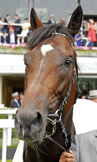 Mahsoob After Wolferton Handicap Royal Ascot Editorial Stock Photo ...
