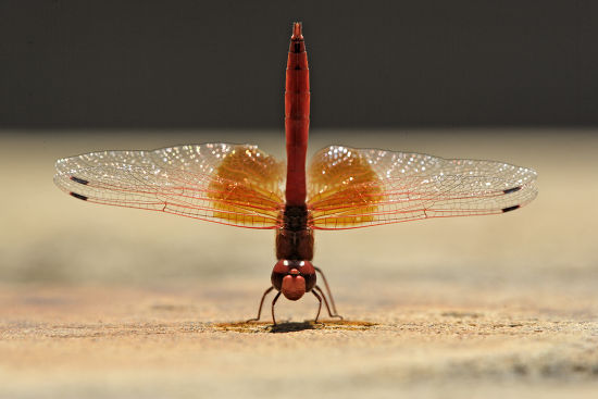 Red Basker Dragonfly Urothemis Assignata Imago Editorial Stock Photo ...