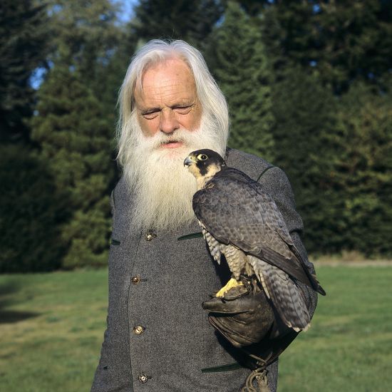 Model Released Experienced Falconer Long White Editorial Stock Photo ...
