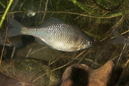 Bitterling Rhodeus Sericeus Amarus Editorial Stock Photo - Stock Image ...