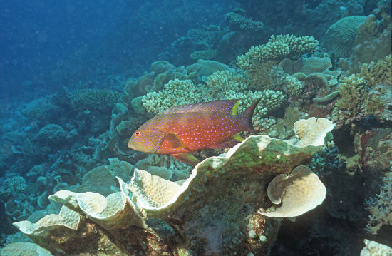 Coral Hind Cephalopholis Miniata Red Sea Editorial Stock Photo - Stock ...