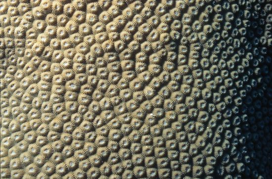 Diploastrea Heliopora Diploastrea Heliopora Red Sea Editorial Stock ...