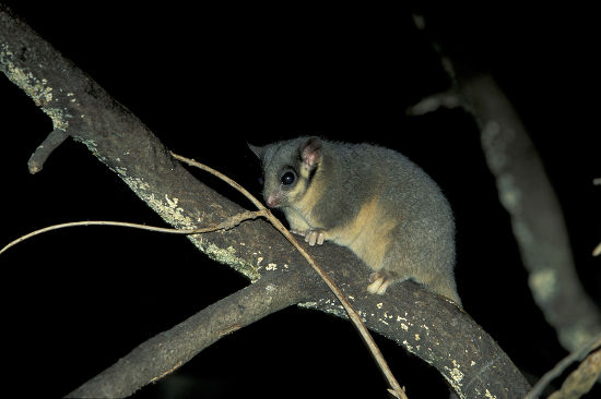 Mature Yellowbellied Glider Petaurus Australis Night - Foto de stock de ...