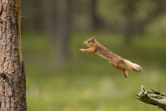 Red Squirrel Sciurus Vulgaris Jumping Onto Editorial Stock Photo ...