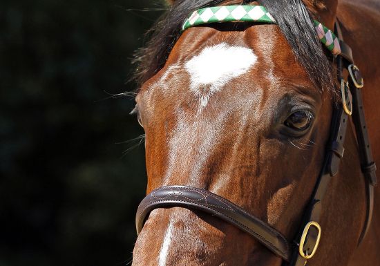 Stallion Frankel Banstead Manor Stud Newmarket Editorial Stock Photo ...