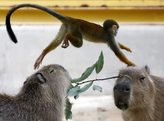 Squirrel Monkey Jumping One Capybara Another Editorial Stock Photo ...