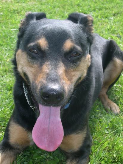 Dog Tongue Hanging Out Editorial Stock Photo - Stock Image | Shutterstock
