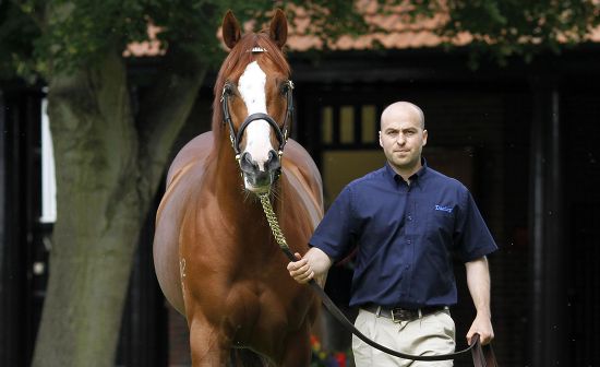 Stallion Helmet Dalham Hall Stud Newmarket Editorial Stock Photo ...