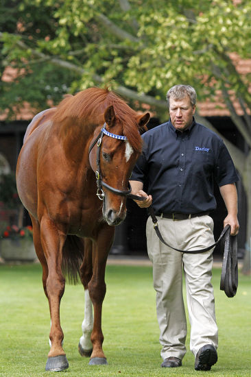 Stallion New Approach Dalham Hall Stud Editorial Stock Photo - Stock ...