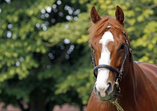 Stallion Dawn Approach Dalham Hall Stud Editorial Stock Photo - Stock ...