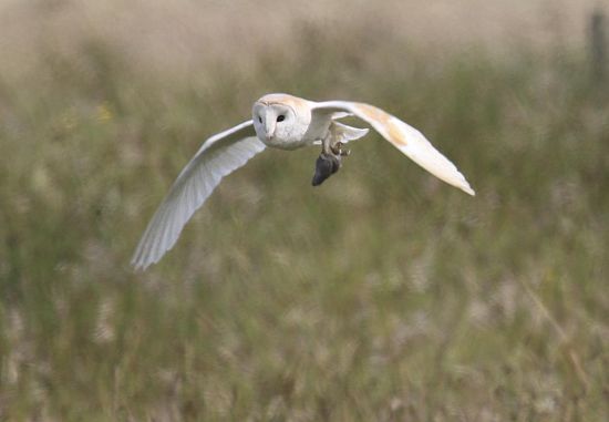Barn Owl Flying Carrying Field Vole Editorial Stock Photo - Stock Image ...