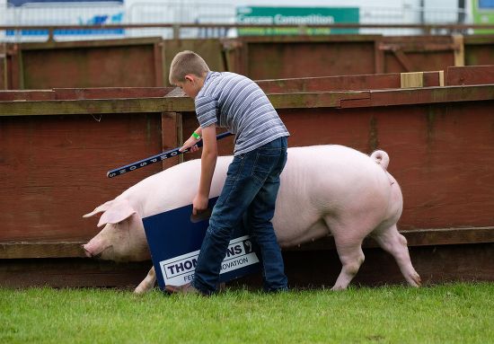 Young Boy Practices Guiding His Pig Editorial Stock Photo - Stock Image ...