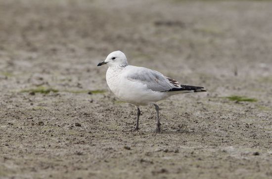Relict Gull Ichthyaetus Relictus Immature First Editorial Stock Photo ...
