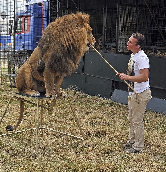 300614 Big Cat Trainer Thomas Chipperfield Editorial Stock Photo ...