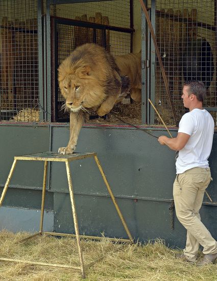 300614 Big Cat Trainer Thomas Chipperfield Editorial Stock Photo ...