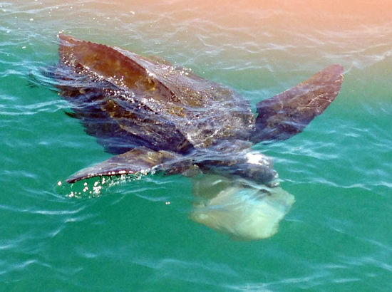 Leatherback Turtle Attacking Barrel Jellyfish Editorial Stock Photo ...