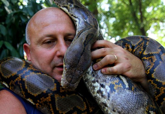 Man Holds Reticulated Python Editorial Stock Photo - Stock Image ...
