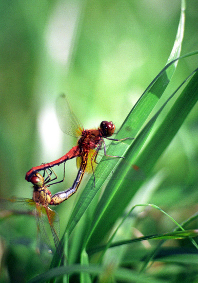 Dragonfly Couple Copulating Editorial Stock Photo - Stock Image ...