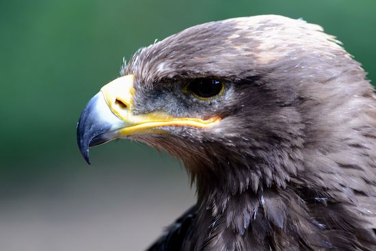 Steppe Eagle Aquila Nipalensis Czech Republic Editorial Stock Photo ...