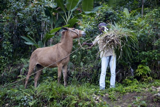 Young Man Mule Grass Cuttings Livestock Editorial Stock Photo - Stock ...
