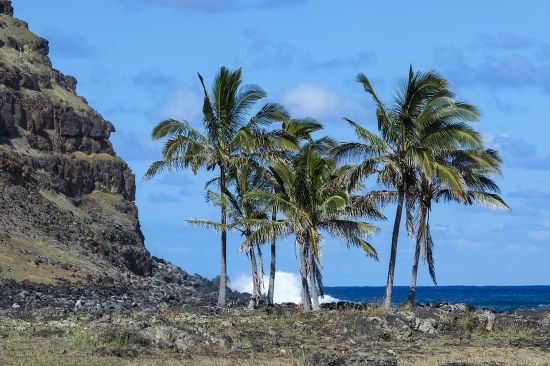 Palm Trees Easter Island Chile Editorial Stock Photo - Stock Image ...