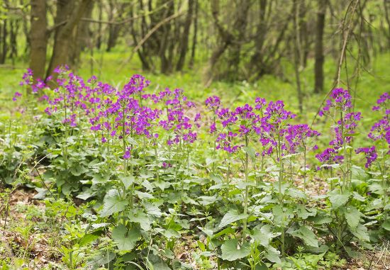 Dames Rocket Hesperis Matronalis Leitha Mountains Editorial Stock Photo ...