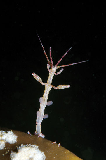 Skeleton Shrimp Ghost Shrimp Caprella Linearis Editorial Stock Photo ...
