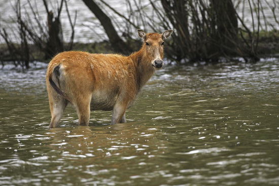 Pere Davids Deer Milu Elaphure Elaphurus Editorial Stock Photo - Stock ...