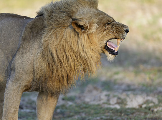 Lion Panthera Leo Male Flehming Lower Editorial Stock Photo - Stock ...