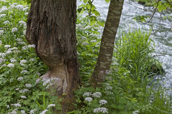 Beaver Damage Gnawed Tree Trunk River Editorial Stock Photo - Stock ...