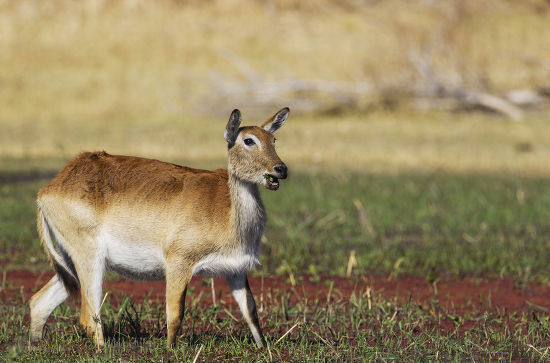Red Lechwe Kobus Leche Leche Female Editorial Stock Photo - Stock Image ...