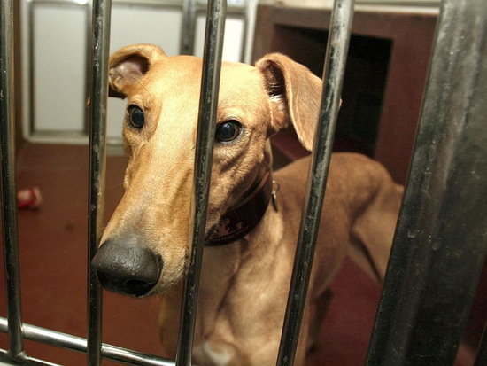 Red Lurcher Who Taught Himself Open Editorial Stock Photo - Stock Image ...