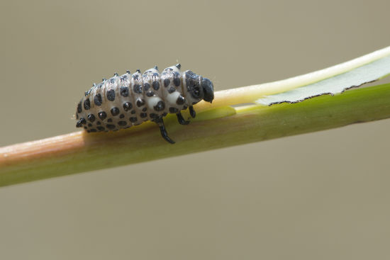 Larva Poplar Leaf Beetle Melasoma Populi Editorial Stock Photo - Stock ...