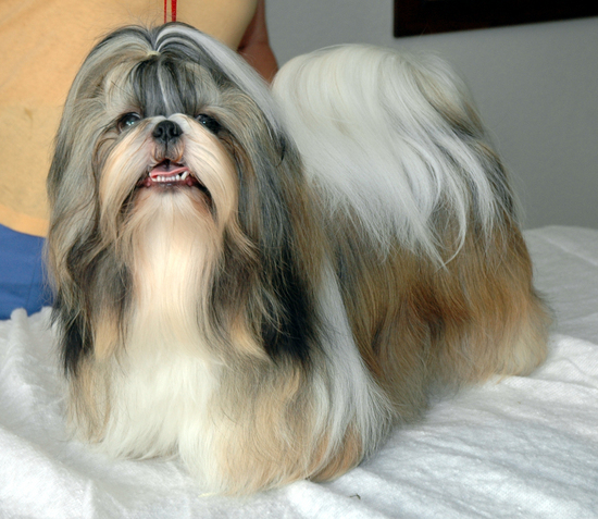 Shitzu Dog Editorial Stock Photo - Stock Image | Shutterstock