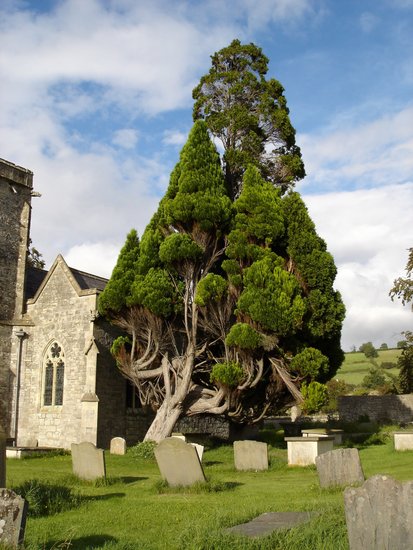 Old Yew Tree Churchyard Editorial Stock Photo - Stock Image | Shutterstock