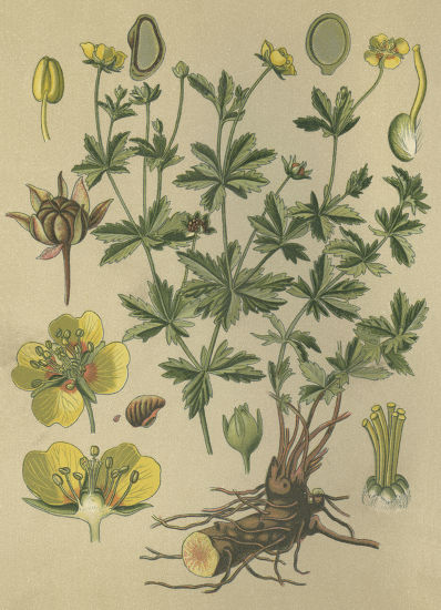 Tormentil Septifoil Tormentilla Potentilla Erecta Medicinal Editorial ...