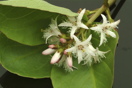 Bog Bean Buckbean Menyanthes Trifoliata Medicinal Editorial Stock Photo ...