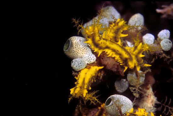 Yellow Sea Cucumber Clochirus Robustus Philippines Editorial Stock ...
