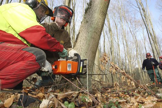 Chainsaw Course Participants Practicing Forest Editorial Stock Photo ...