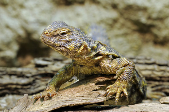 Saharan Spinytailed Lizard Geyrs Dabb Lizard Editorial Stock Photo ...